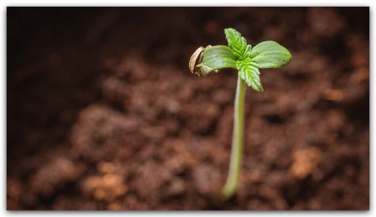 Scopri tutte le fasi di crescita della pianta di cannabis - lafalda.it